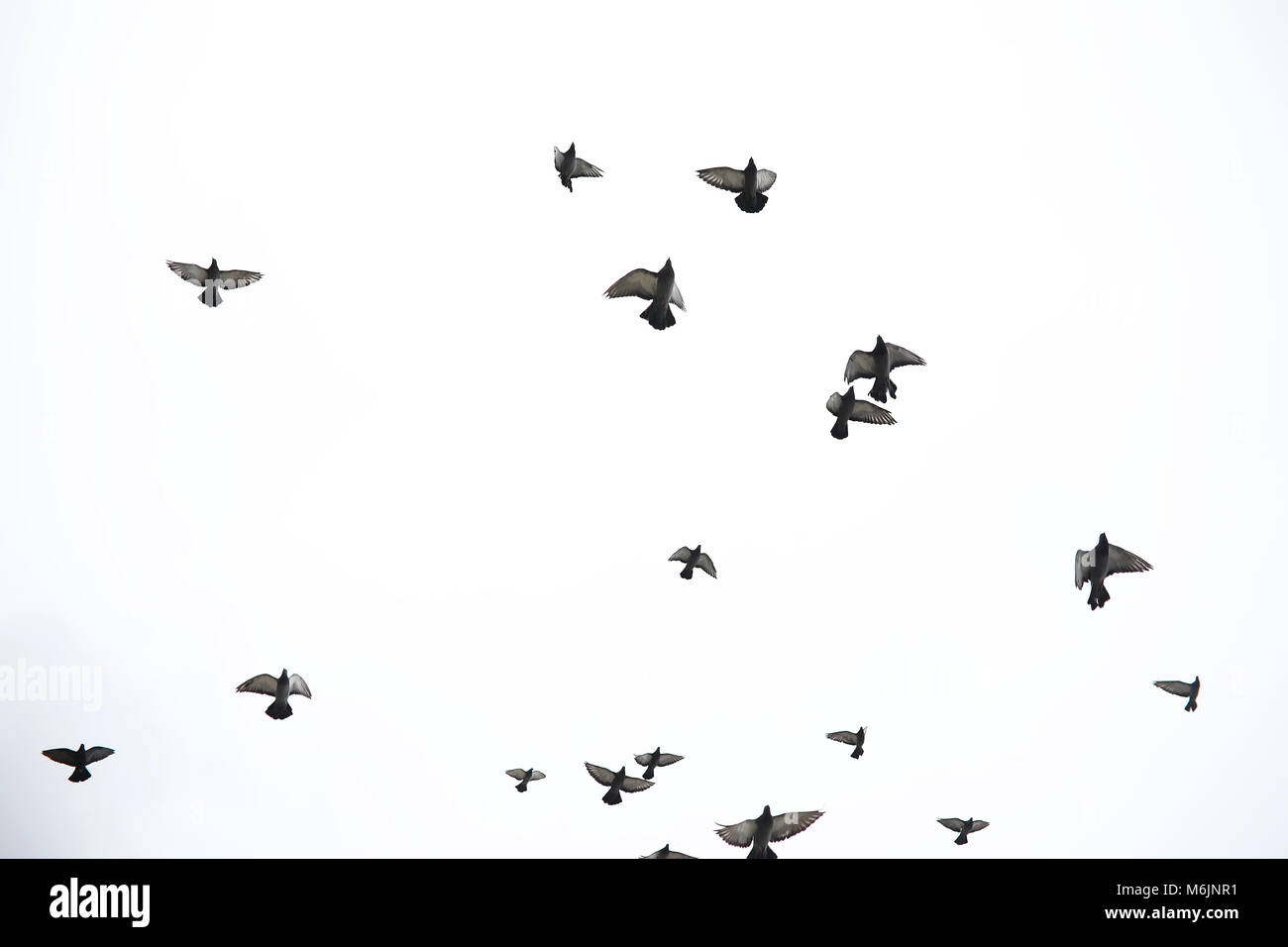 A flock of pigeons flies across the sky. Birds fly against the s Stock ...