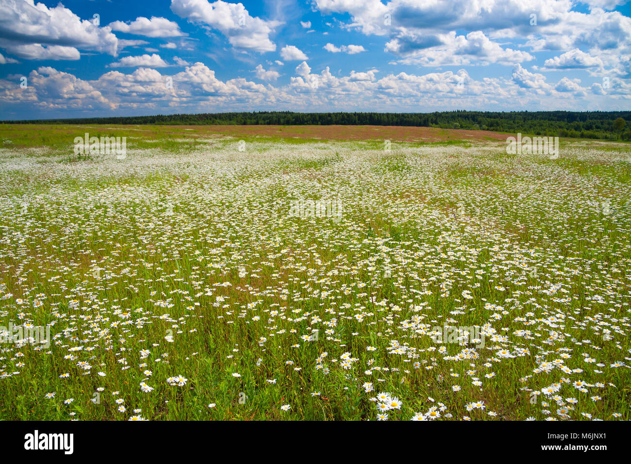 beautiful spring rural landscape with a flowering flowers on meadow and ...
