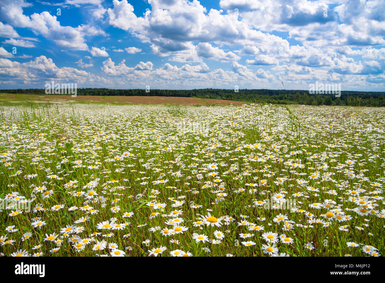 beautiful spring rural landscape with a flowering flowers on meadow and ...