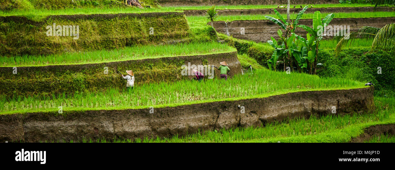 Rice field with farmers Stock Photo - Alamy