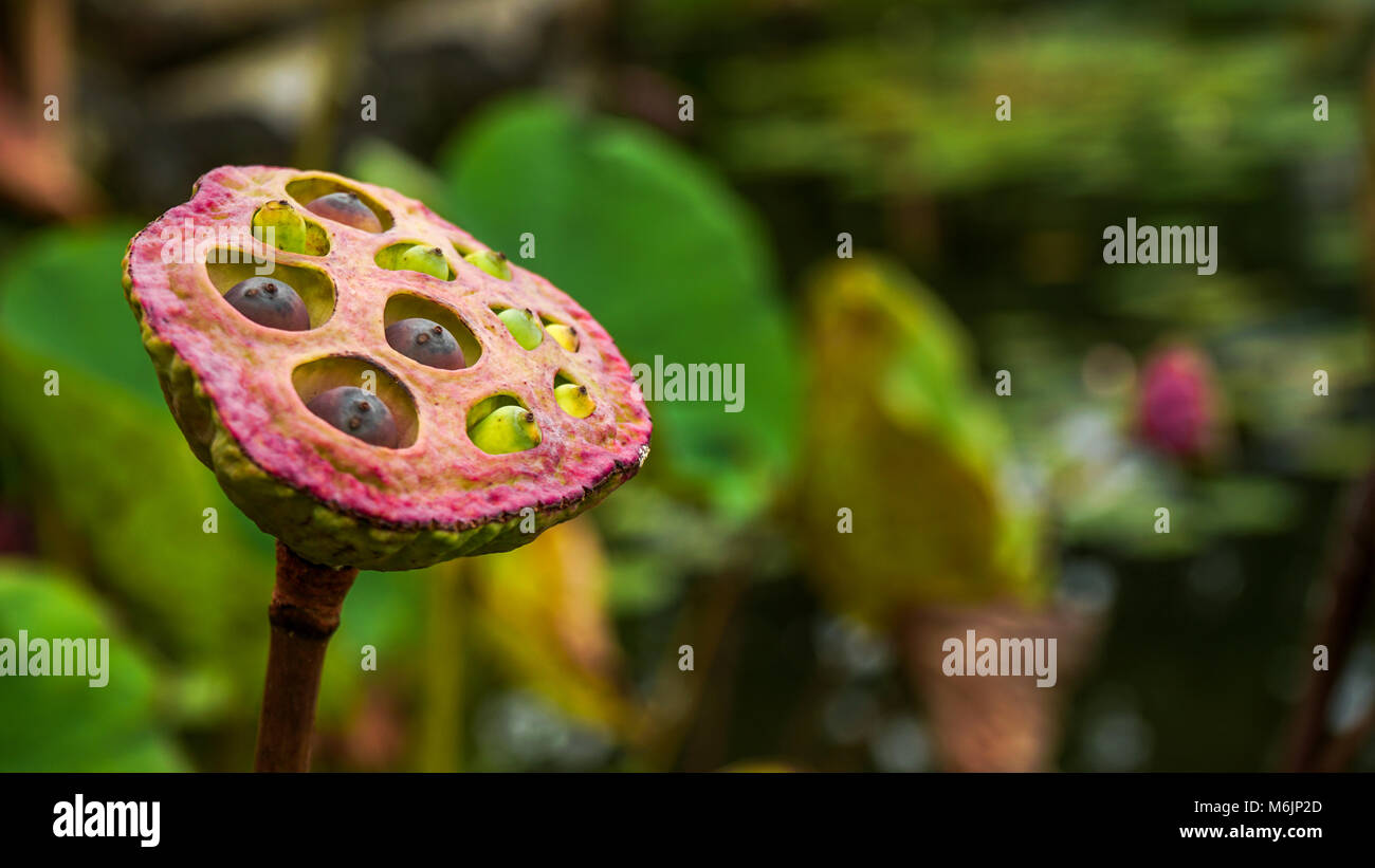 lotus flower withered colorful Stock Photo - Alamy