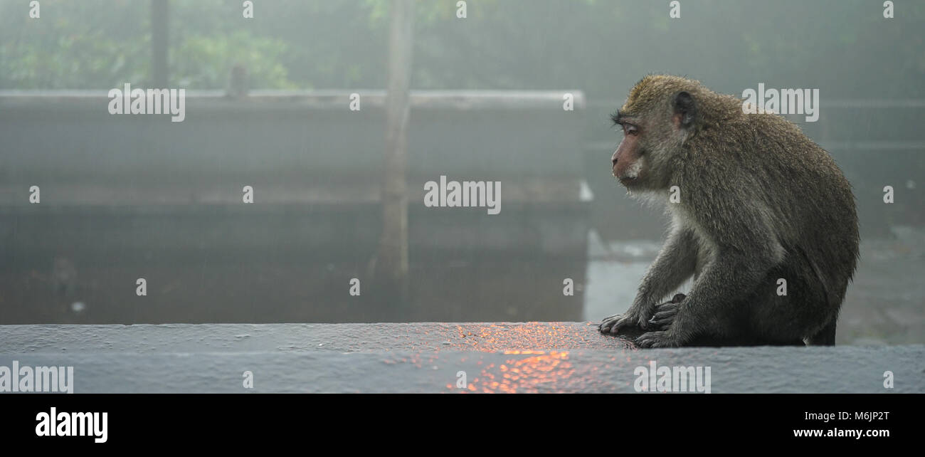 Ape sitting hi-res stock photography and images - Alamy