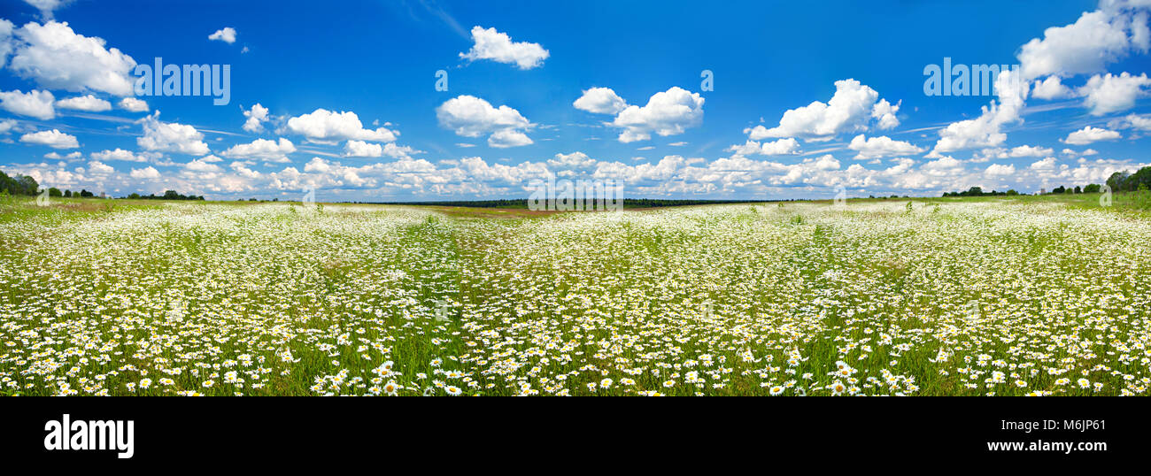 beautiful panorama spring rural landscape with a flowering flowers on ...