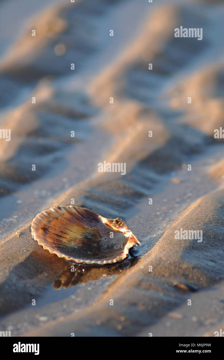 Pretty shell on the beach Stock Photo - Alamy