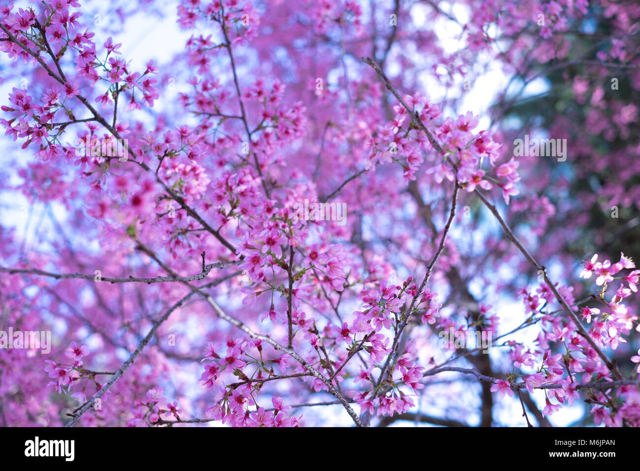 Royalty high quality free stock image of cherry blossom sakura (Prunus ...