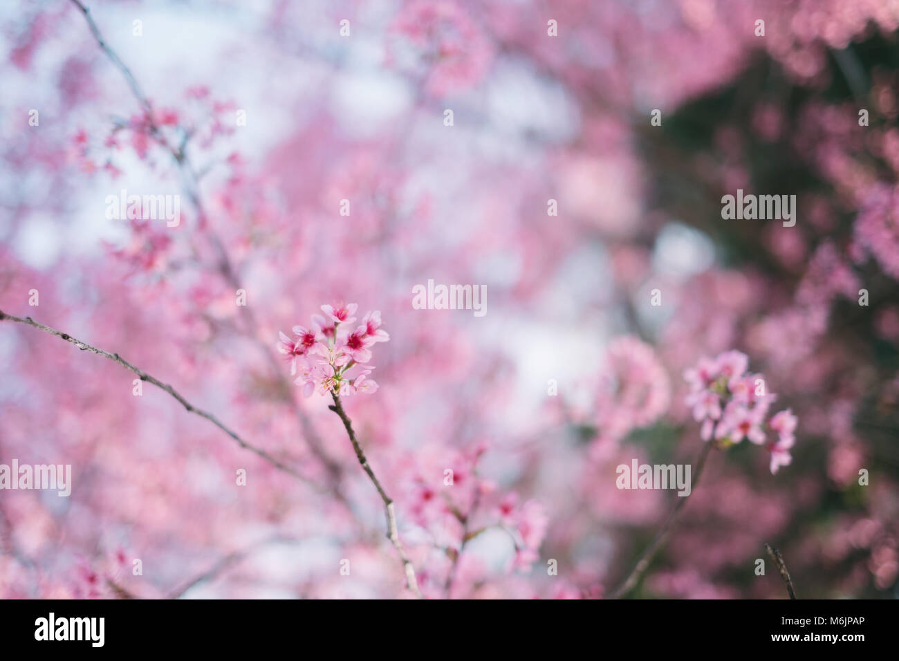 Royalty high quality free stock image of cherry blossom sakura (Prunus ...