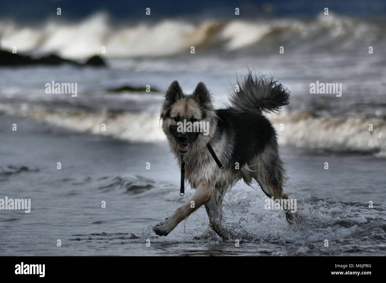 Dog in the waves hi-res stock photography and images - Alamy