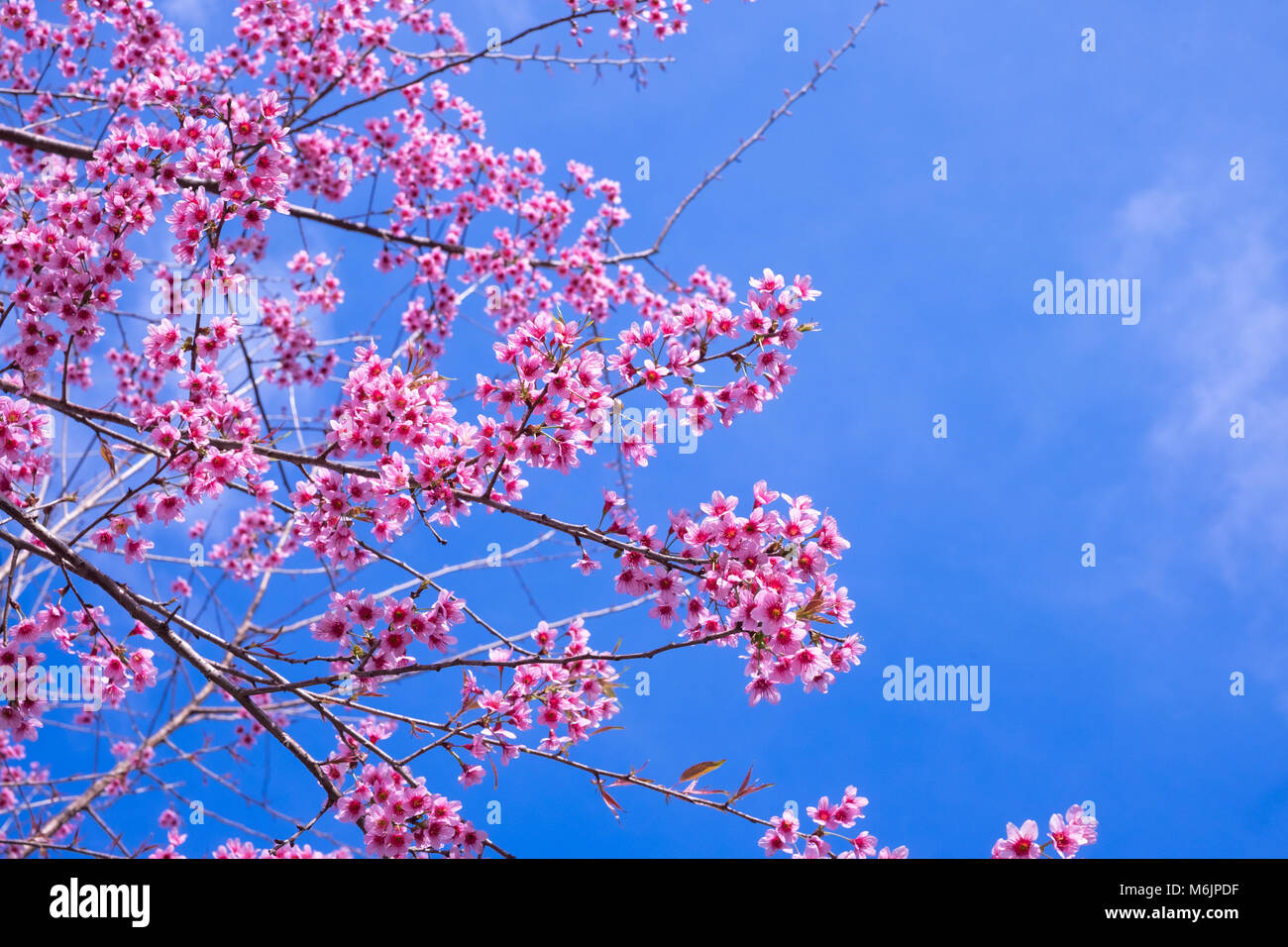 Royalty high quality free stock image of cherry blossom sakura (Prunus ...