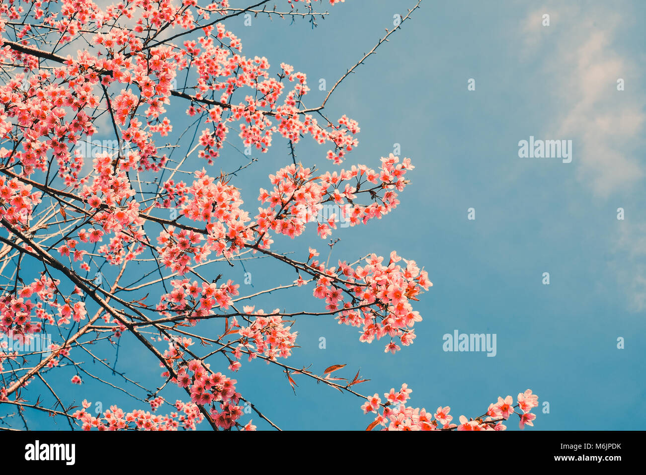 Royalty high quality free stock image of cherry blossom sakura (Prunus ...