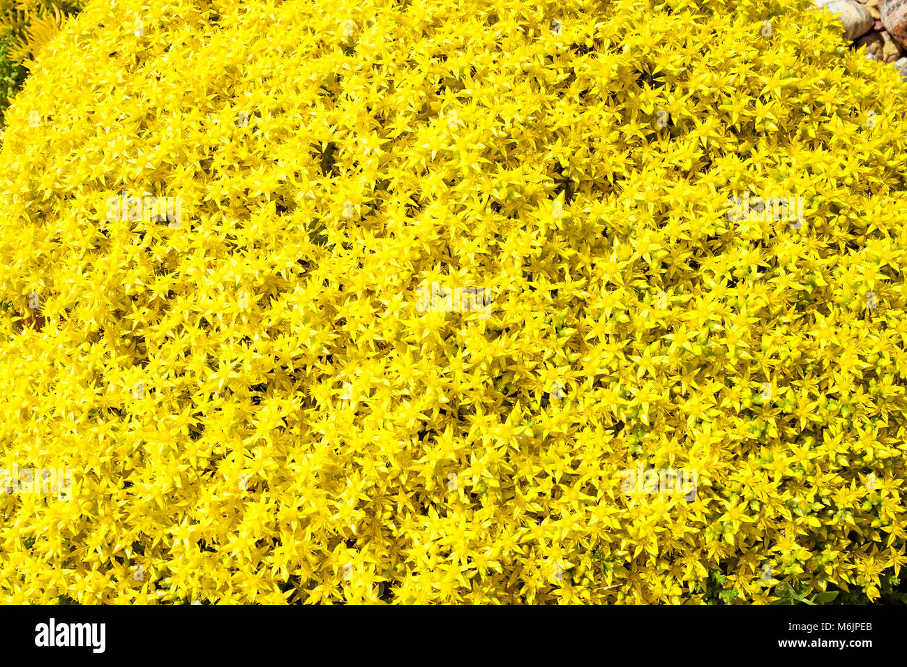 abstract background of yellow flowers sedum. flowering of sedum in ...