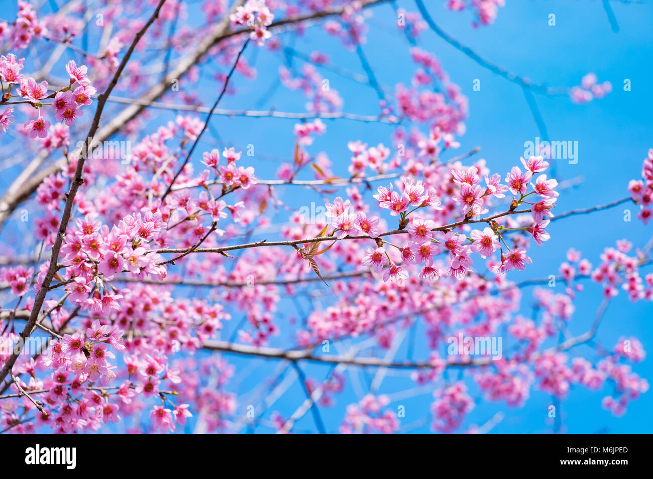 Royalty high quality free stock image of cherry blossom sakura (Prunus ...
