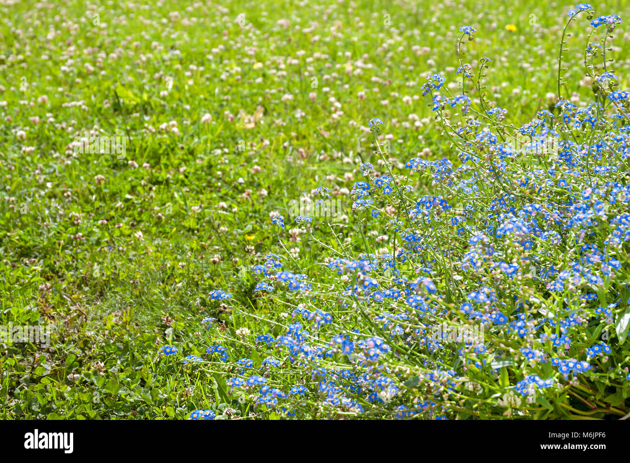 blooming spring meadow with blue forget-me-not flowers. flowering ...
