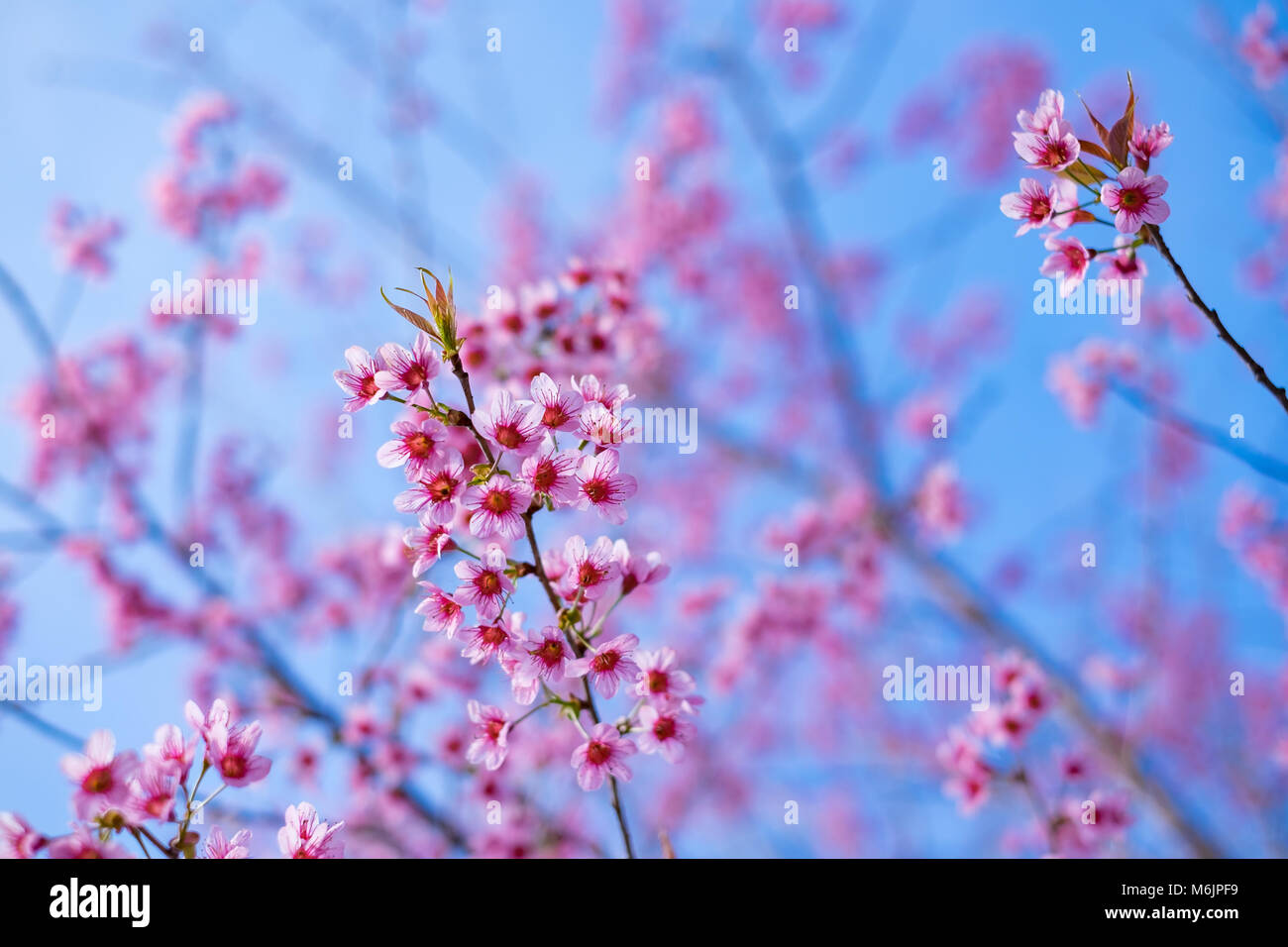 Royalty high quality free stock image of cherry blossom sakura (Prunus ...