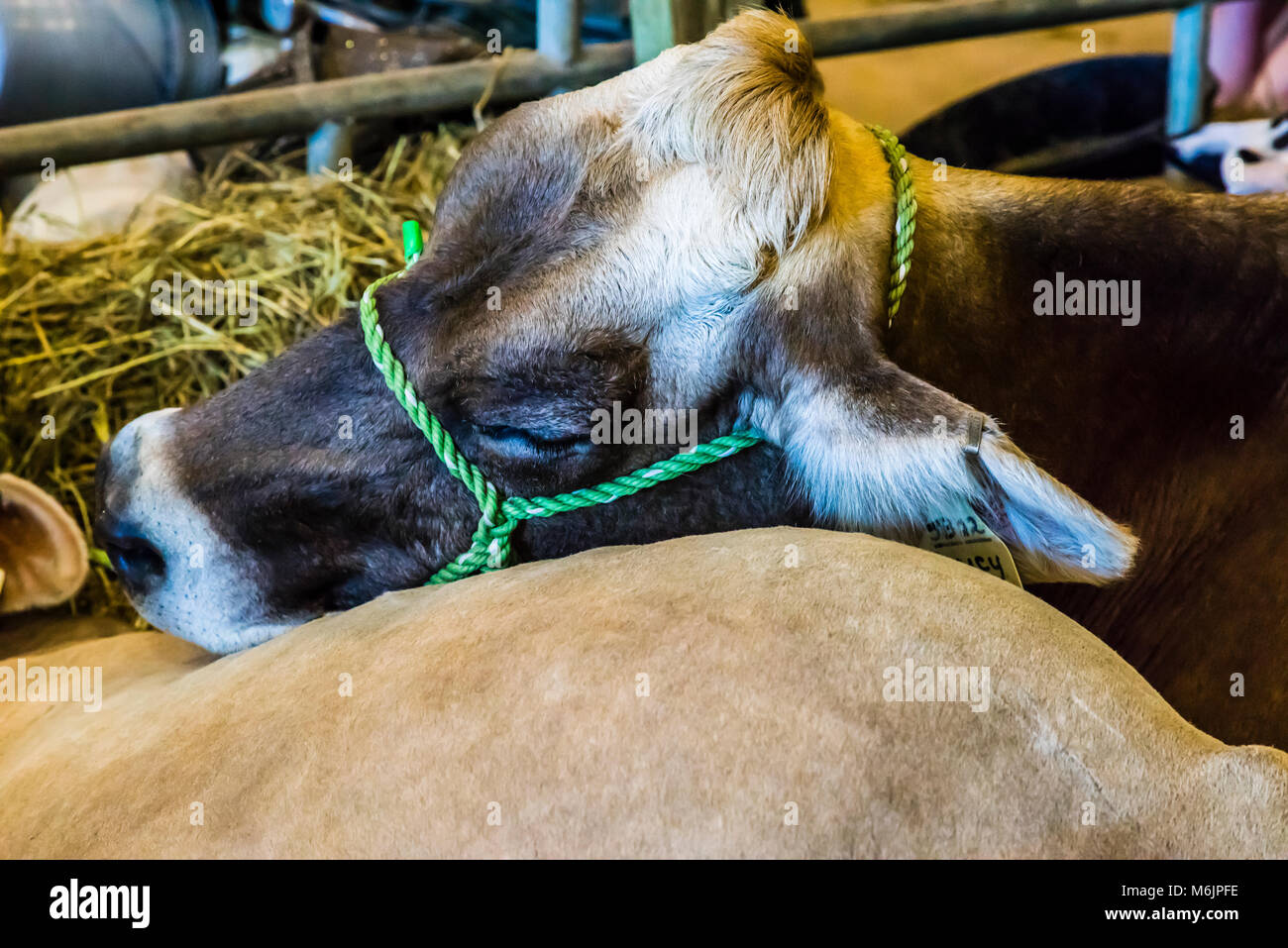 Durham cattle hi-res stock photography and images - Alamy