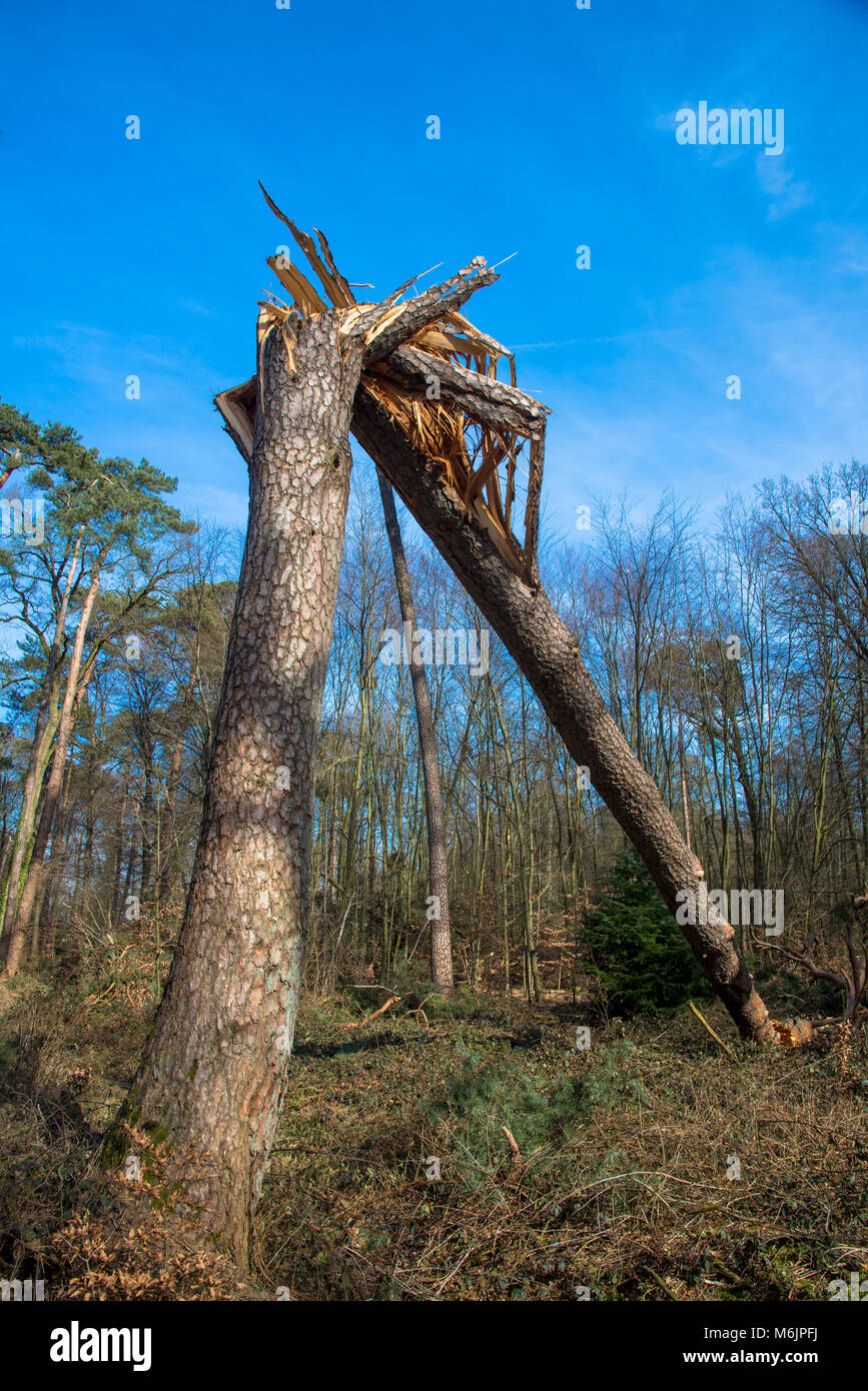 Broken tree branches hi-res stock photography and images - Alamy