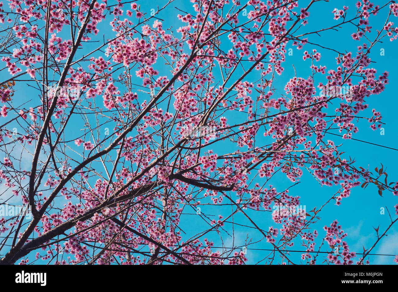 Royalty high quality free stock image of cherry blossom sakura (Prunus ...