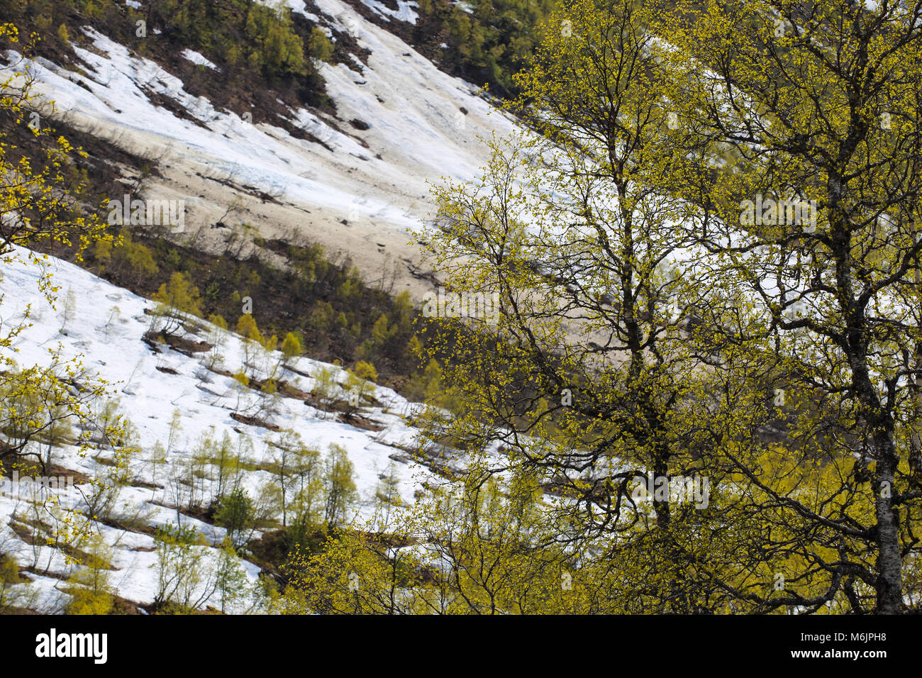 Spring mountains with melting snow and trees in Norway, Stolsheimen ...