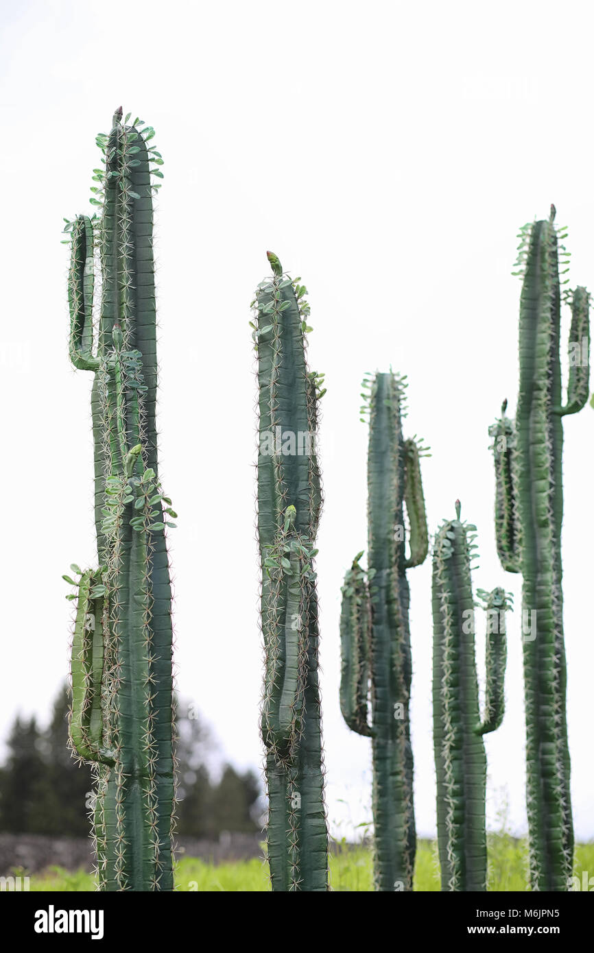 A tall cactus against the sky. Green cactus Stock Photo - Alamy