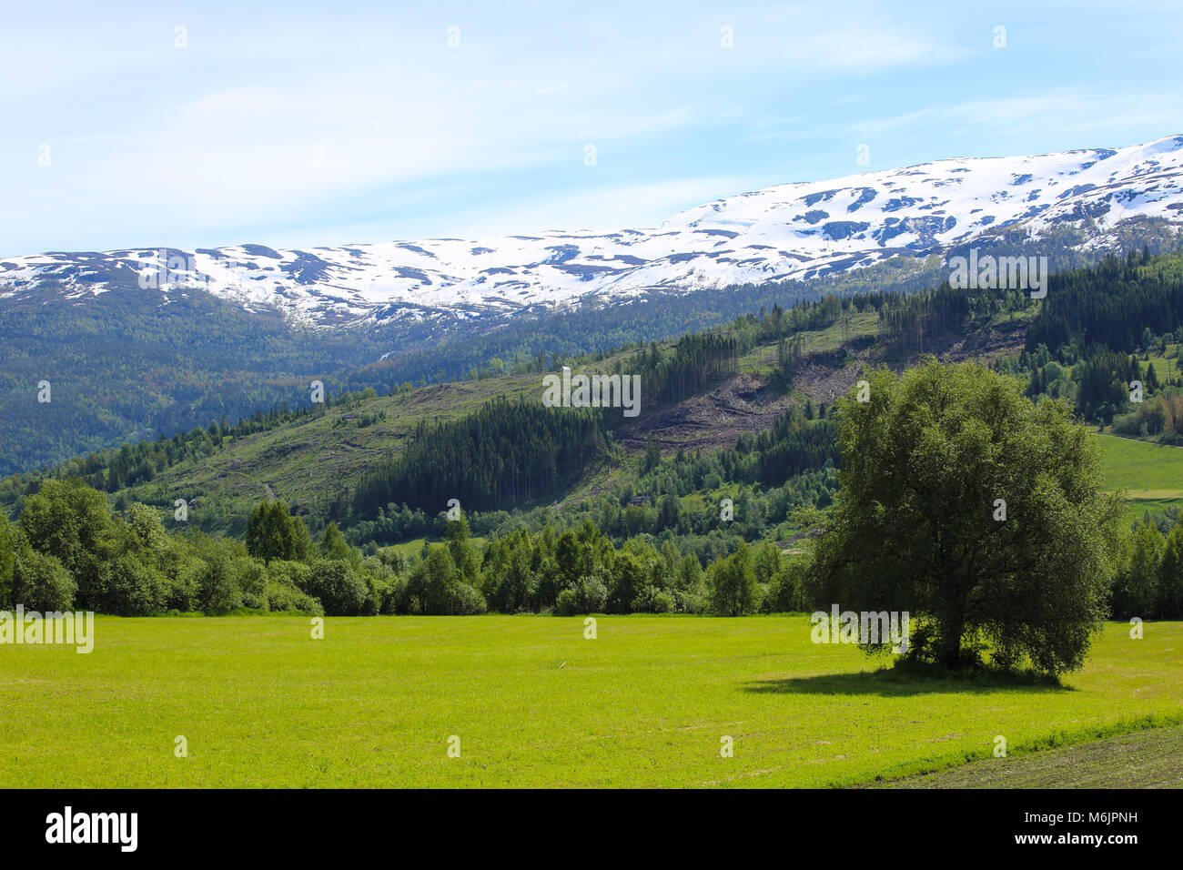 Spring Landscape with tree on field and mountains on background Stock ...
