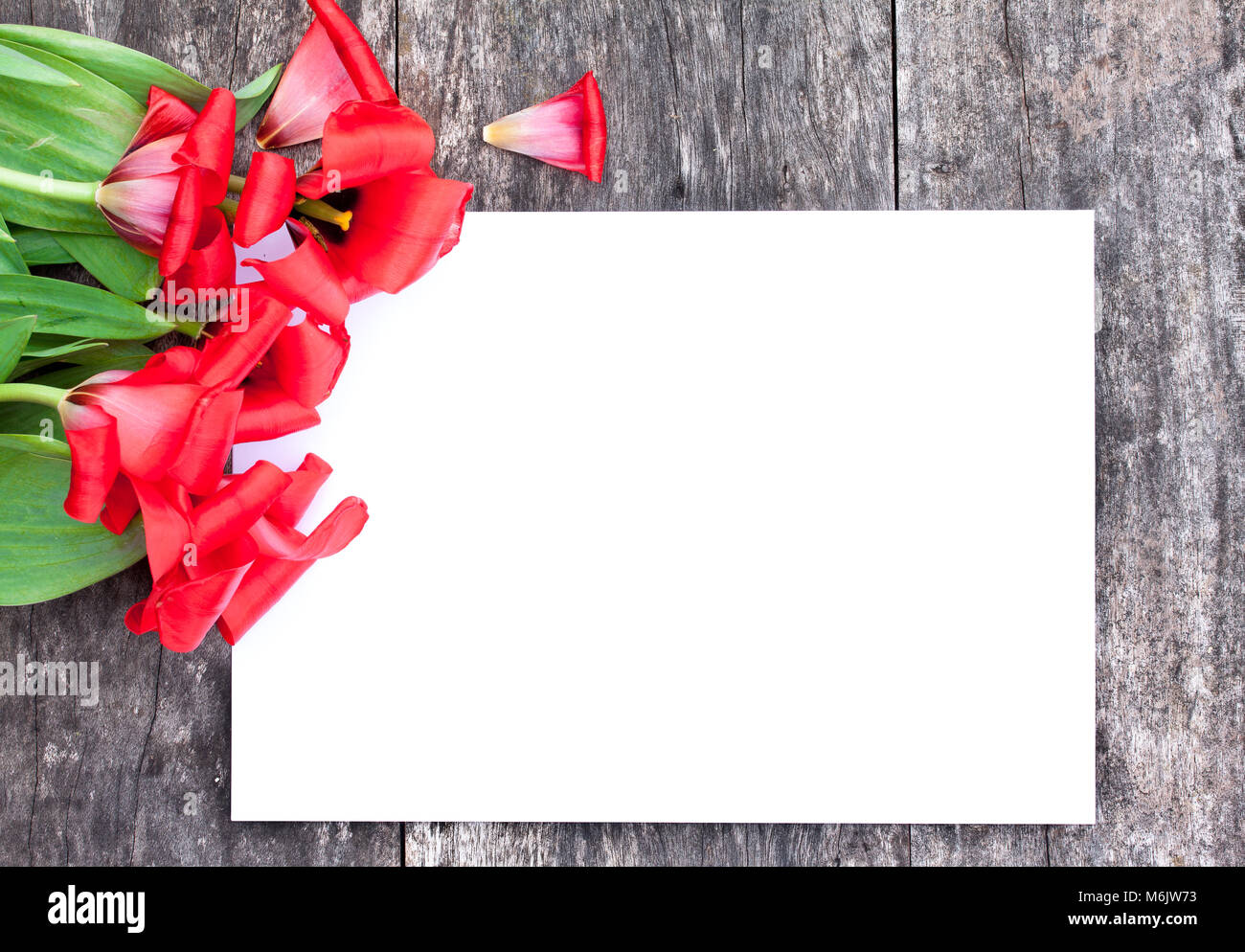 faded red tulips on the oak brown table with white sheet of paper Stock ...