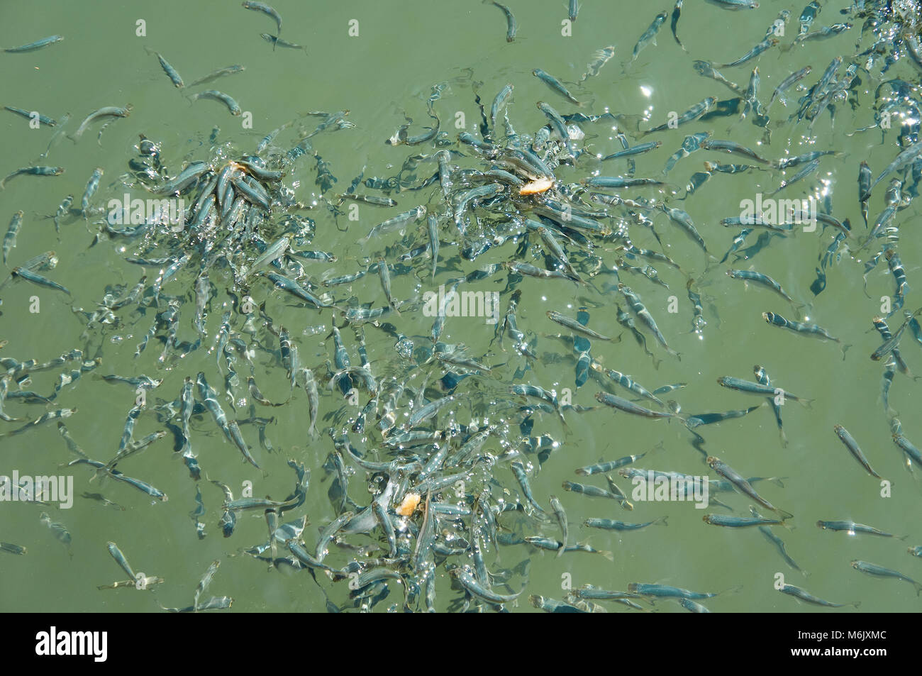 Swarm of fish Garra Rufa eating bread in river Stock Photo - Alamy