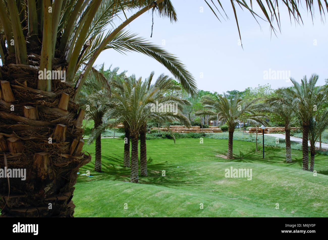 Palm garden riyadh hi-res stock photography and images - Alamy