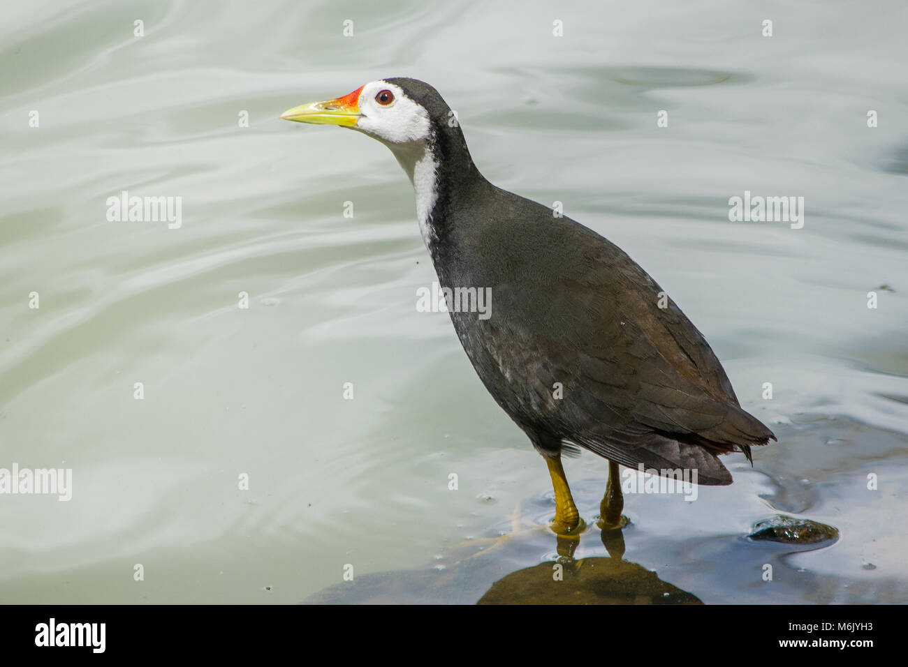 White-breasted water hen looking for food in a lake Stock Photo - Alamy