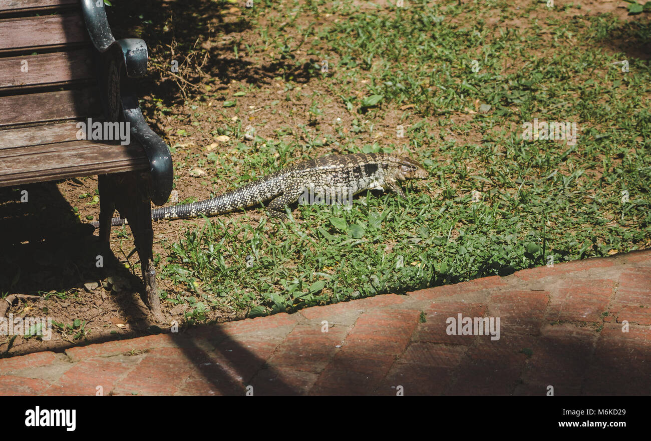 Large 'Argentine black and white tegu' lizard walking through a public ...