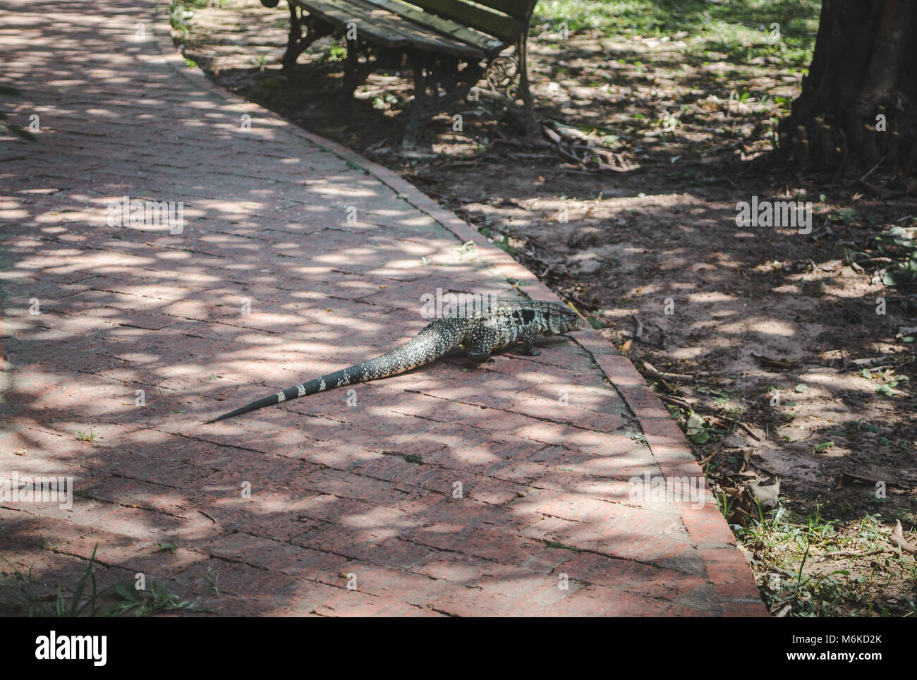 Large 'Argentine black and white tegu' lizard walking through a public ...