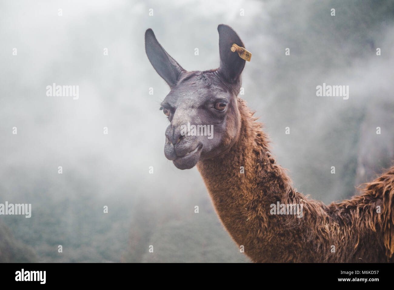 Wise-looking guanaco looks knowingly through the morning mist of Machu ...