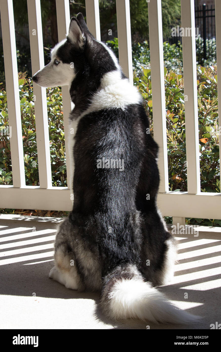 Female siberian husky hi-res stock photography and images - Alamy