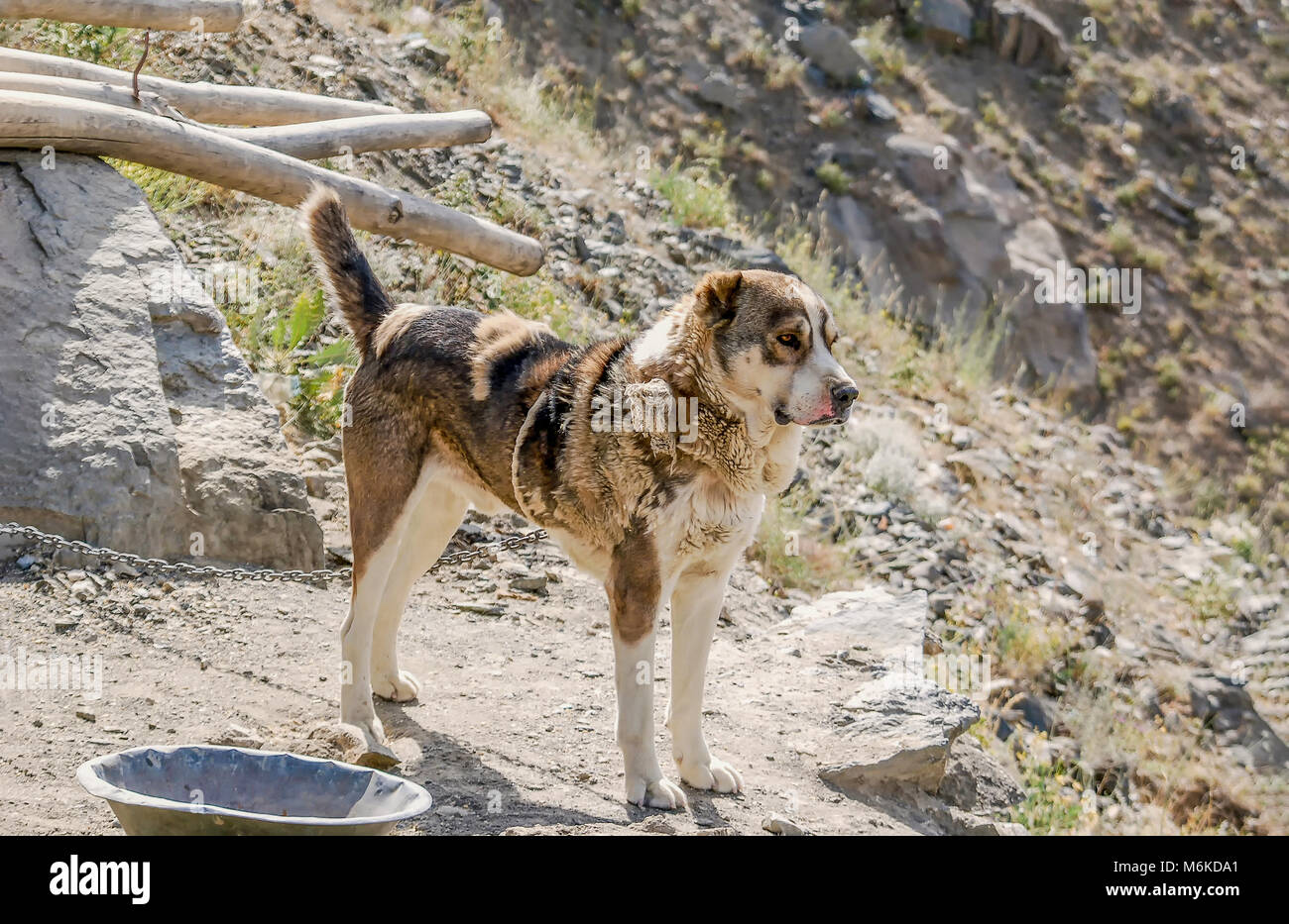 A chained dog in an informal settlement on the hillsides of Kabul ...