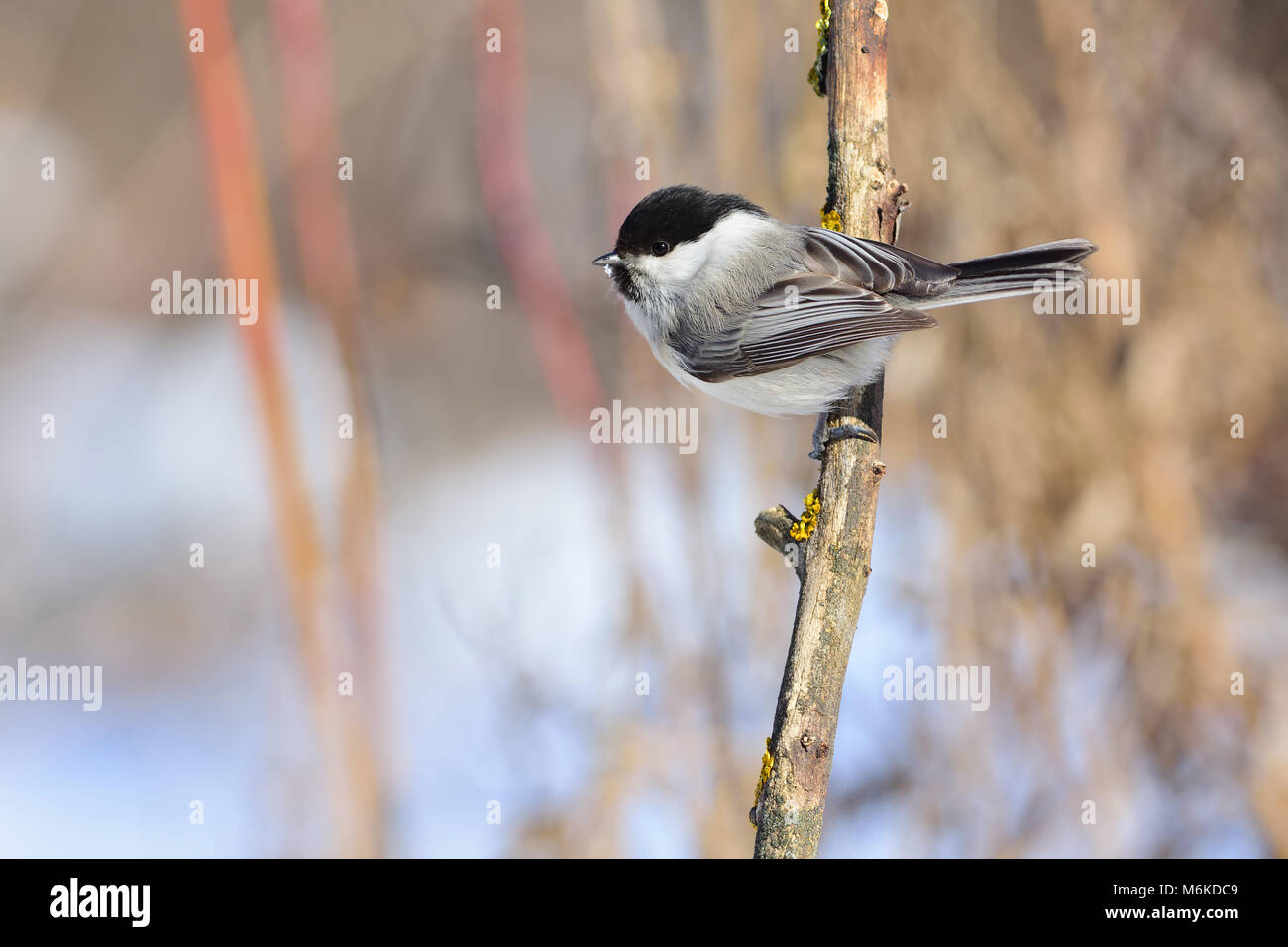 Willow tit (Poecile montanus) sits on a branch covered with lichen ...