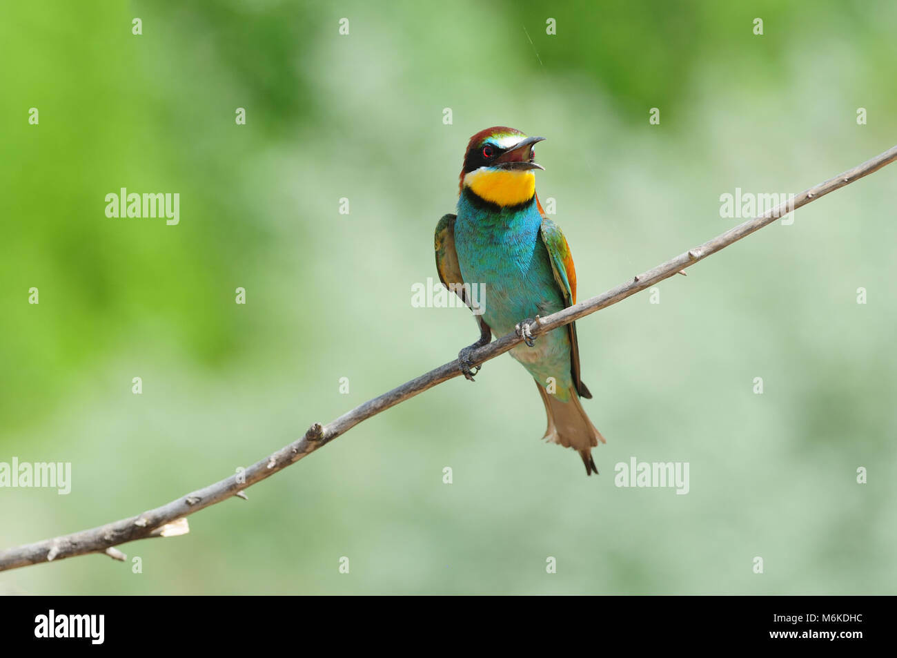 European bee-eater (Merops apiaster) sits on a thin branch with its ...