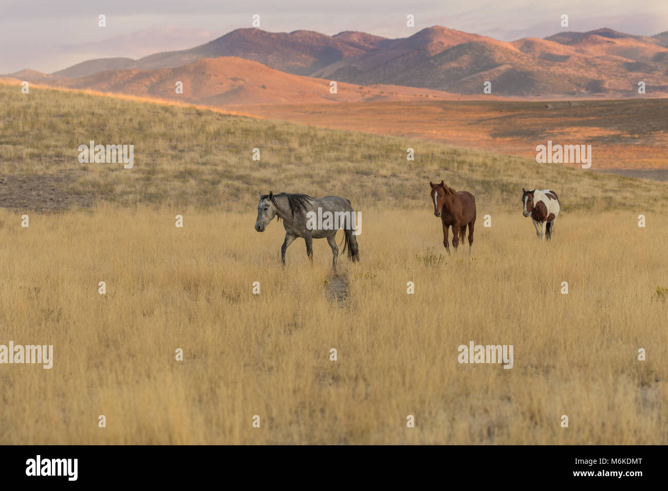 Wild Horses in the Utah Desert Stock Photo - Alamy
