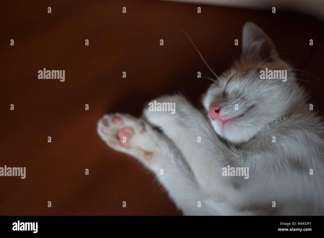 Cute cat caught napping Stock Photo - Alamy