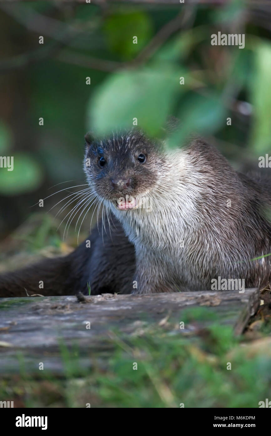 Otter (Lutra lutra) hiding in the undergrowth. Captive animal ...