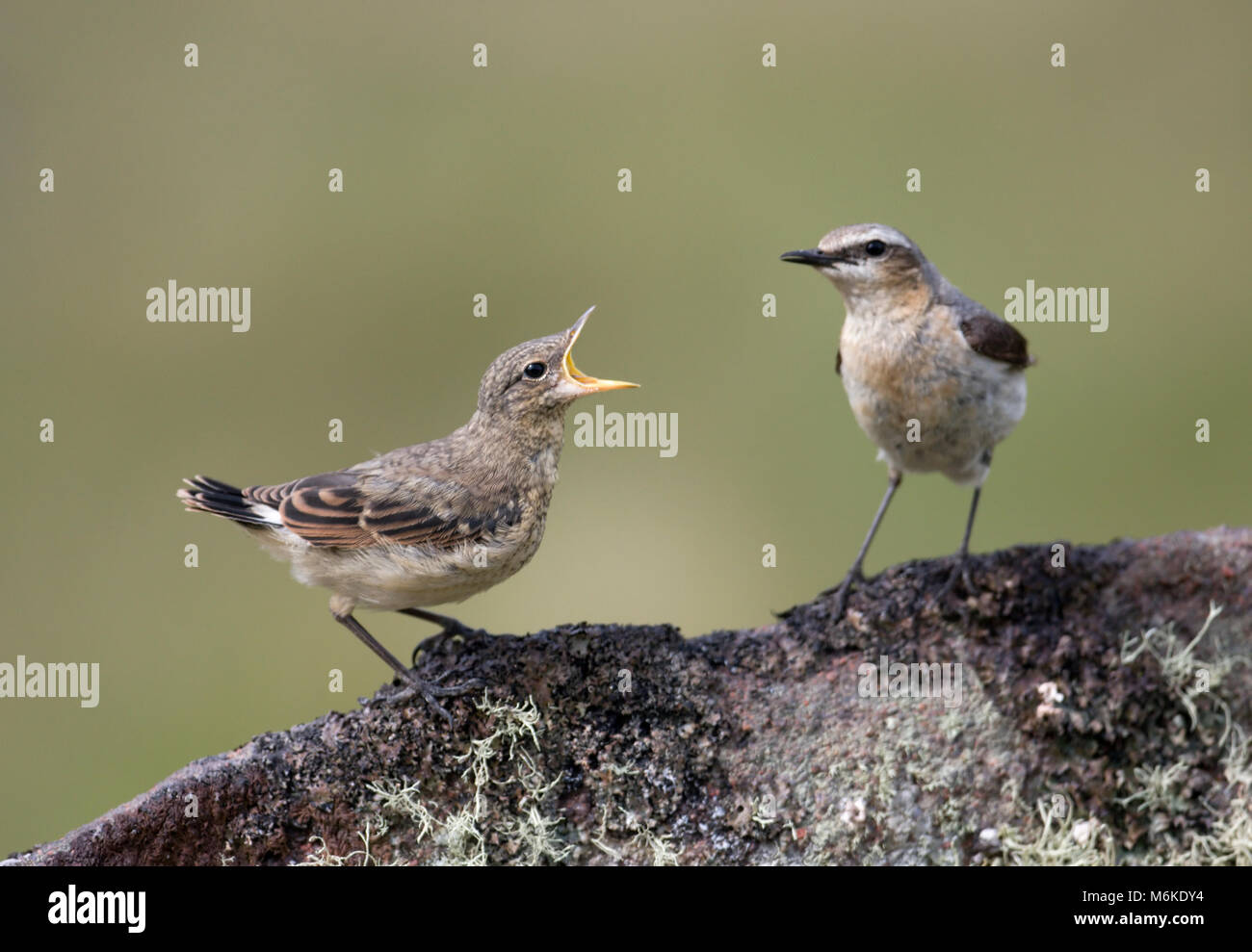 Juvenile wheatear, Oenanthe oenanthe, begging parent for food, Cape ...