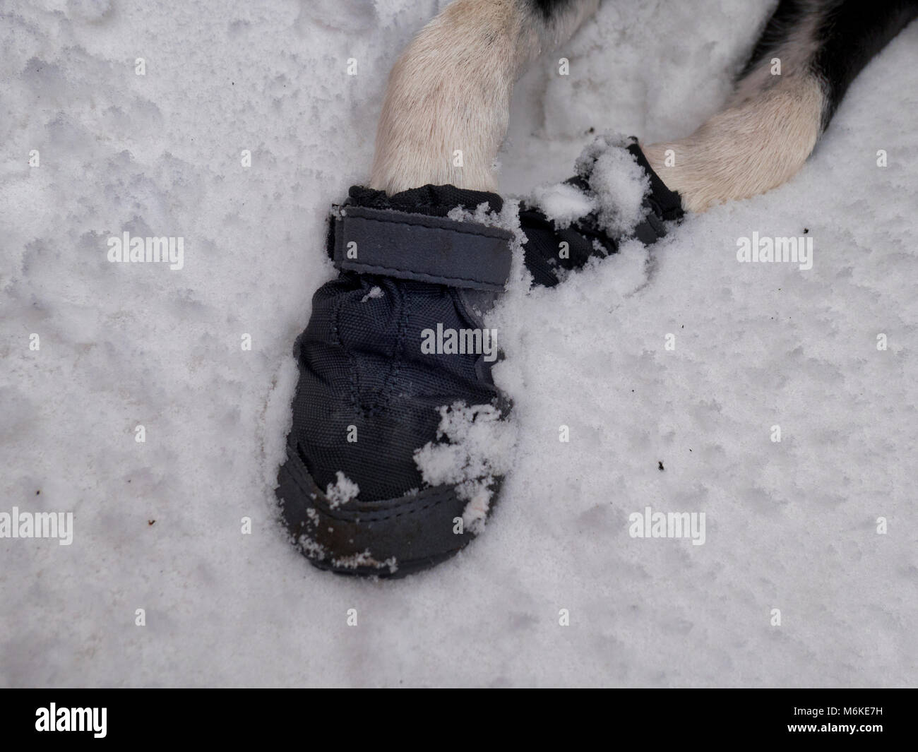 Short Haired Collie High Resolution Stock Photography and Images - Alamy