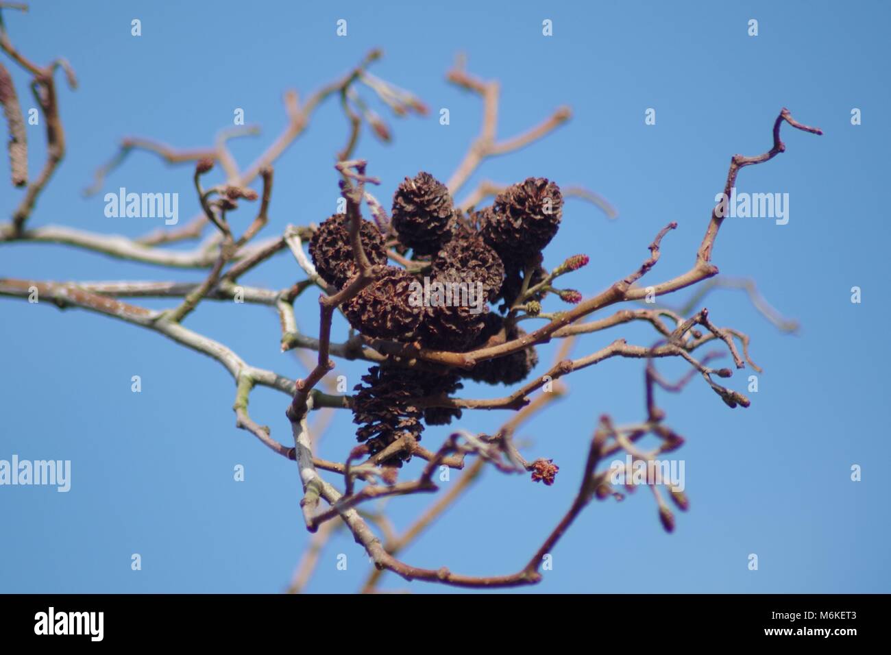 Female Catkins, Small Brown Cones, of the Alder Tree, a British Native ...