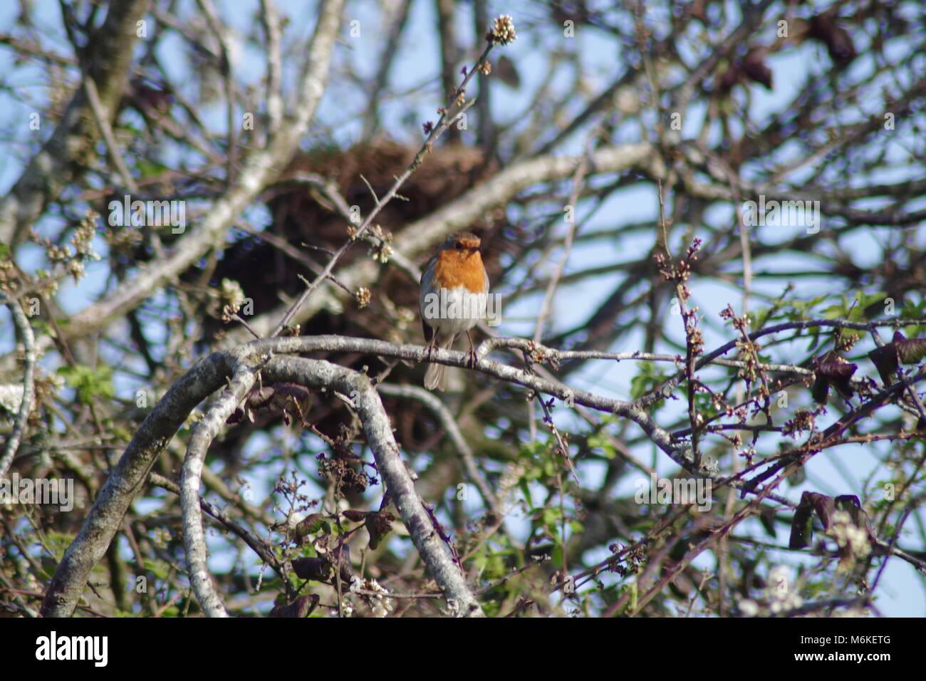 Erithacus rubecula nest hedge hi-res stock photography and images - Alamy