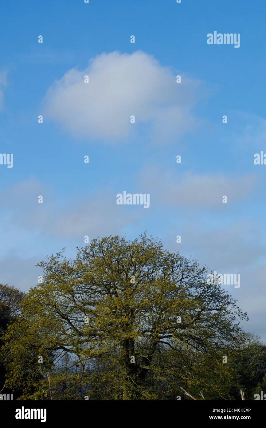 Cumulus humilis mediocris hi-res stock photography and images - Alamy