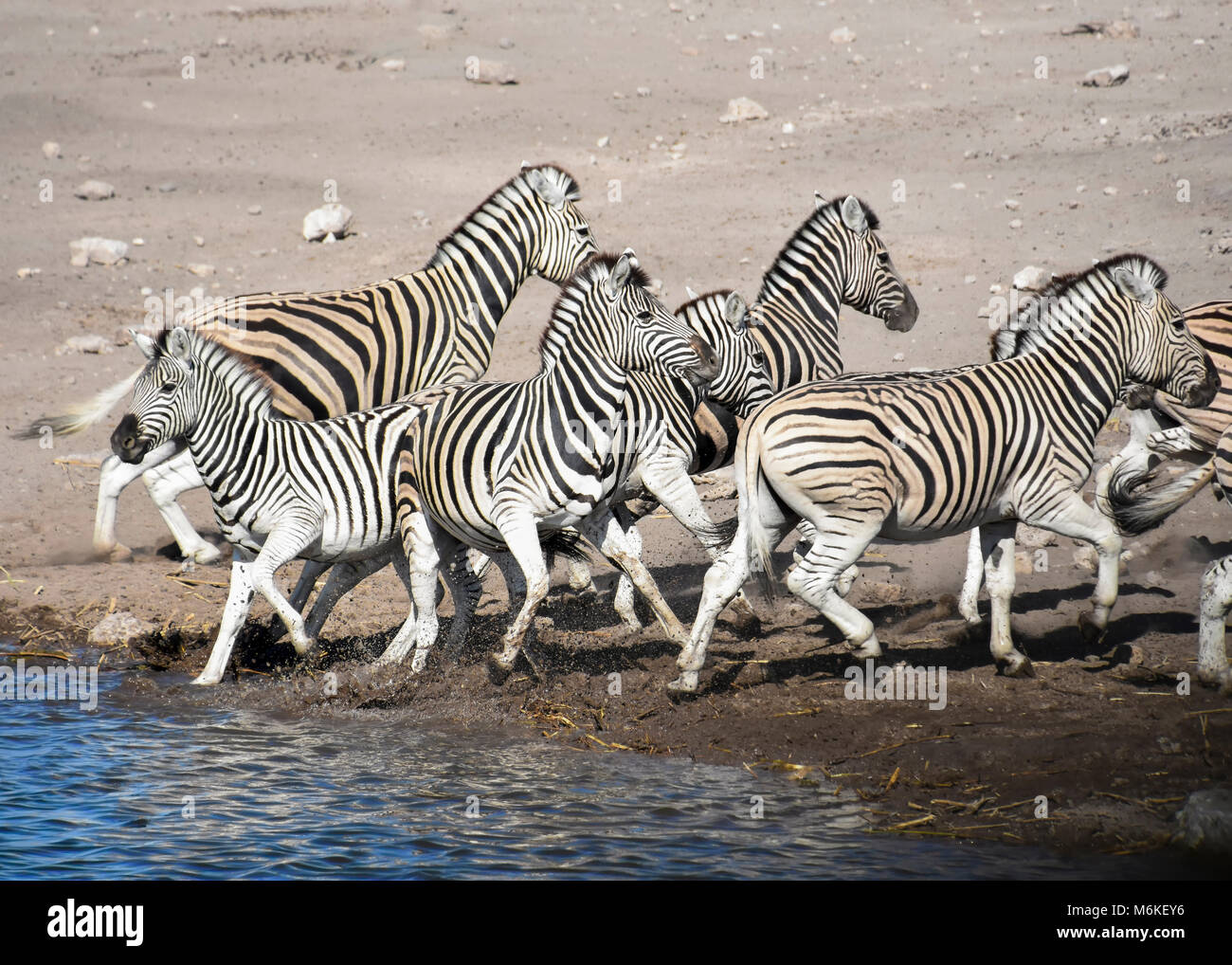 Zebra Running Away