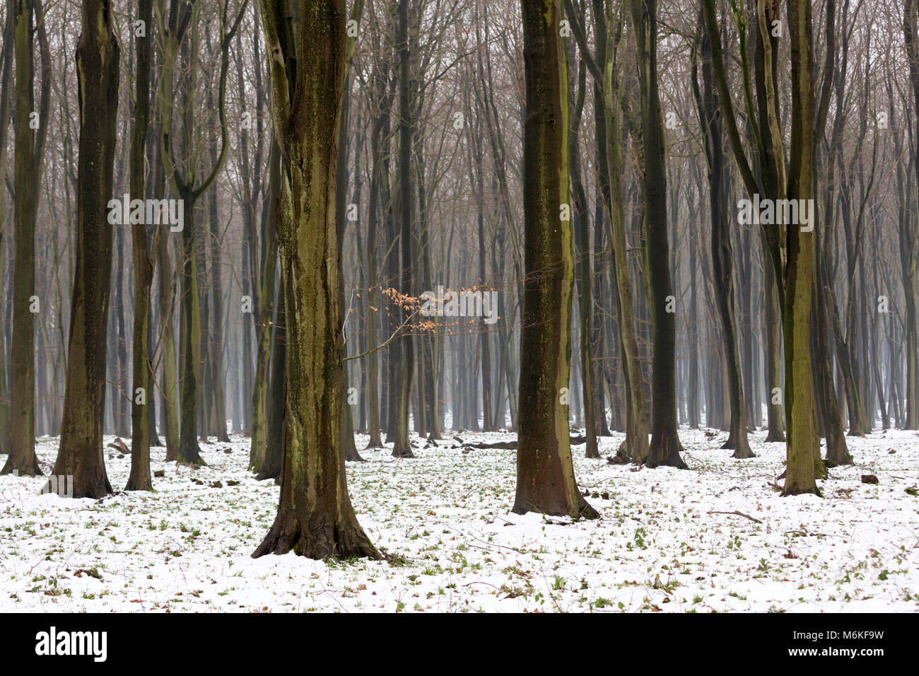 Challock wood hi-res stock photography and images - Alamy