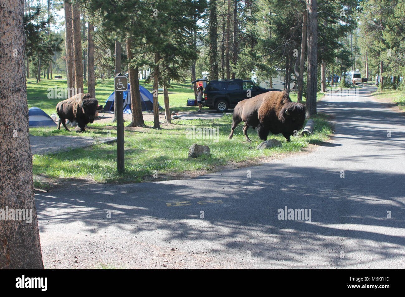 Bison walking through Norris Campground. Norris Campground Stock Photo ...