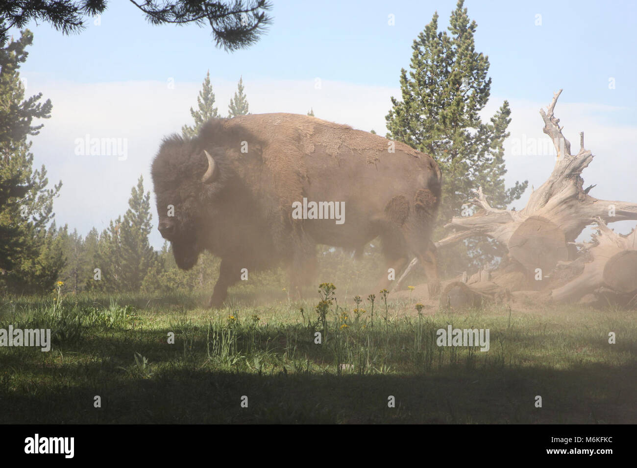 Bison wallowing in Norris Campground. Bison wallowing in Norris ...