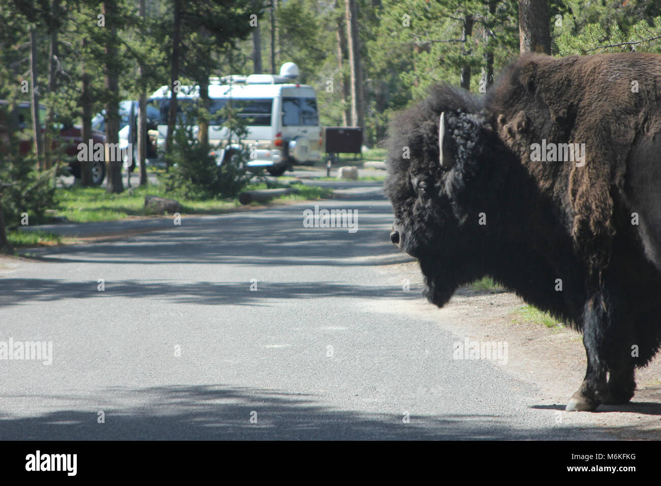 Bison in Norris Campground. Bison in Norris Campground Stock Photo - Alamy