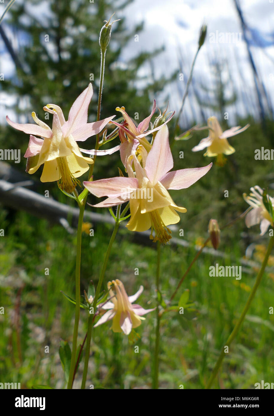 Yellow Columbine. Yellow Columbine (Aquilegia flavescens) on Dunraven ...