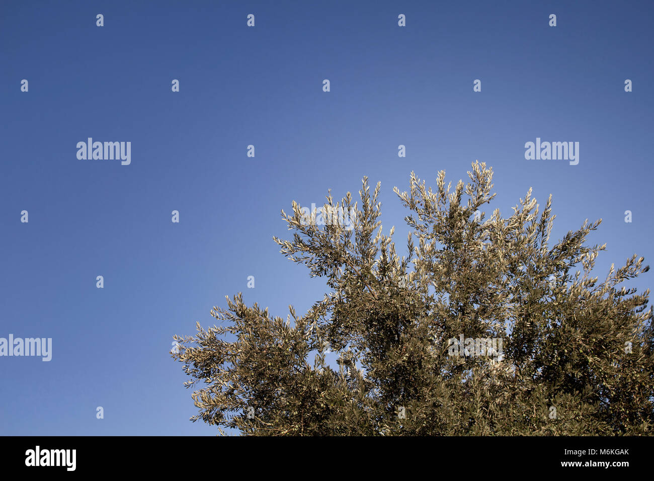 View of olive tree with clear, blue sky background Stock Photo - Alamy