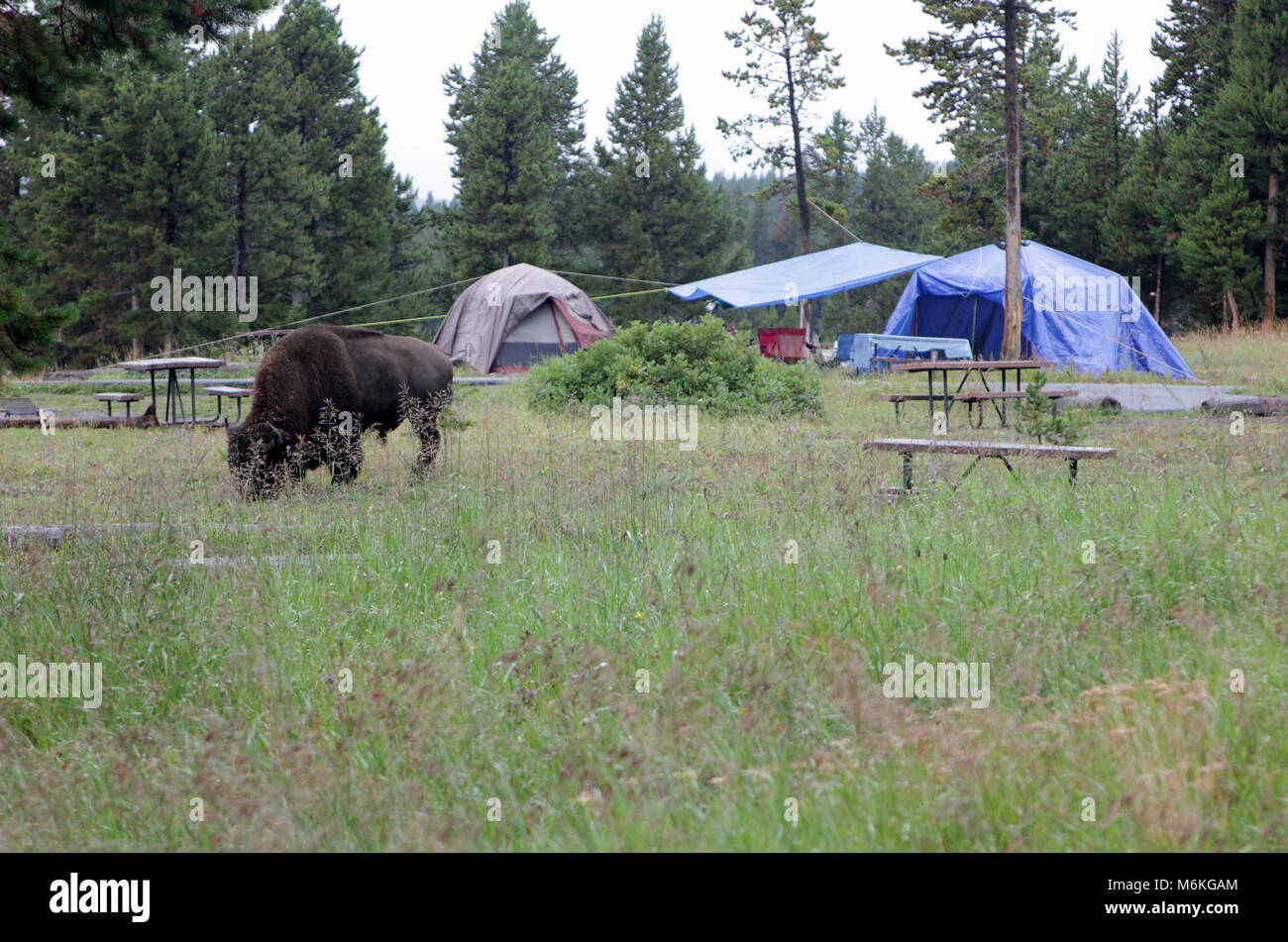 Bridge bay campground hi-res stock photography and images - Alamy